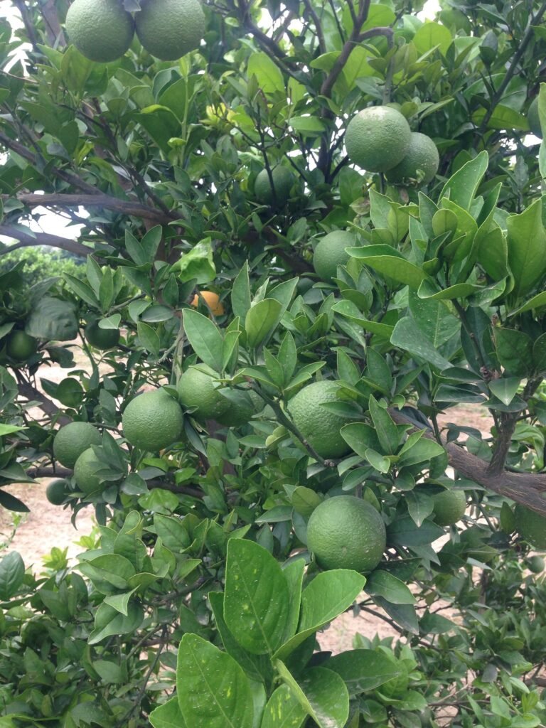 Kinnow, Citrus - Kino Orange - Plant - Plantslive