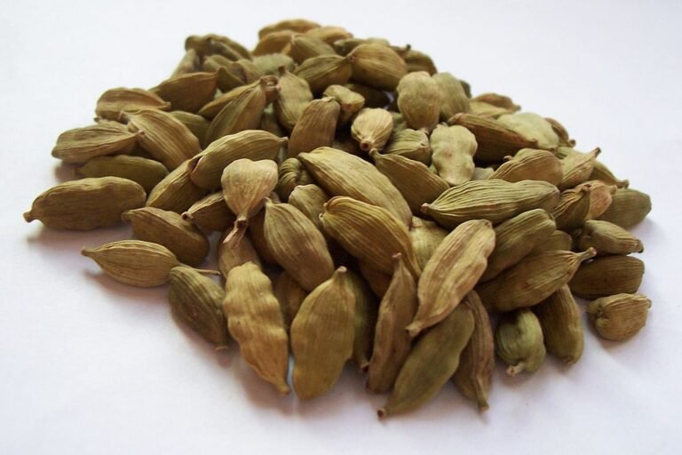 Cardamom, Elaichi, Velchi - Plant - Plantslive