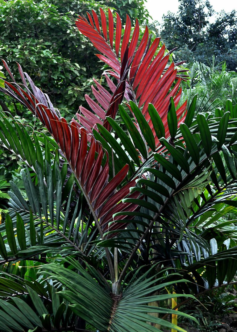Chambeyronia macrocarpa - Plant - Plantslive