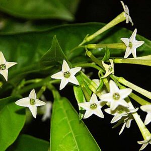 Raat Ki Rani, Raat Rani, Night Blooming Jasmine - Plant - Plantslive
