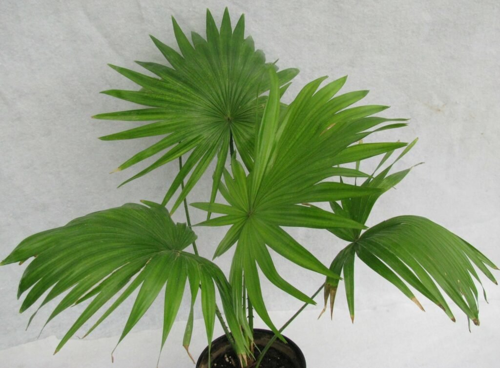 Table palm, Umbrella Palm - Plant - Plantslive
