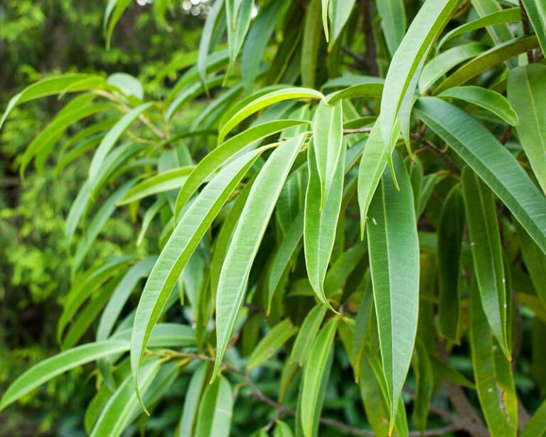 Ficus Amstel - Plant - Plantslive