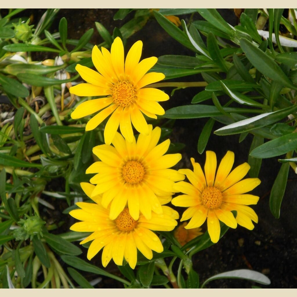 Gazania Plants - Plantslive