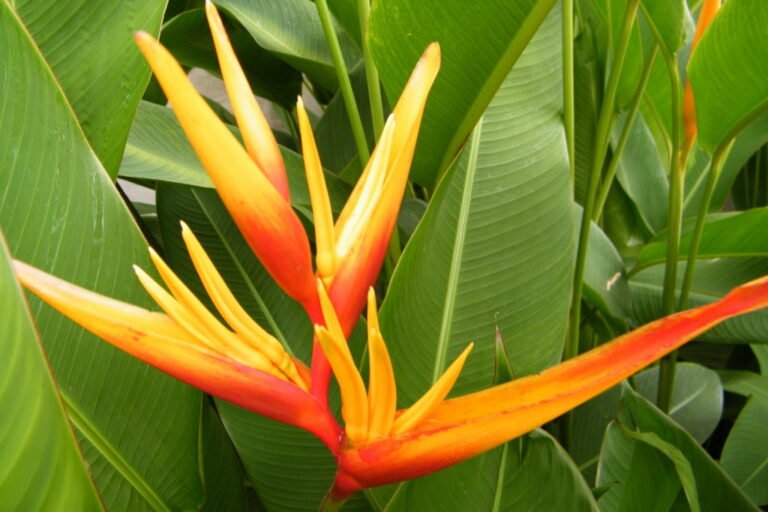 Heliconia Psittacorum, Heliconia Lady Diana (Orange) - Plant - Plantslive