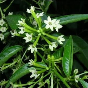 Raat Ki Rani, Raat Rani, Night Blooming Jasmine - Plant - Plantslive