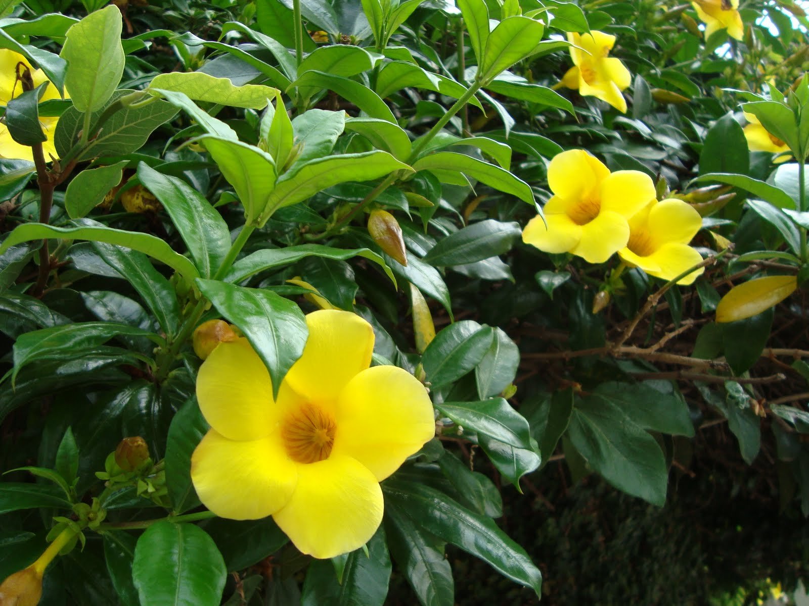 Buy ALLAMANDA CREEPER YELLOW Plantslive Buy ALLAMANDA CREEPER YELLOW Plantslive