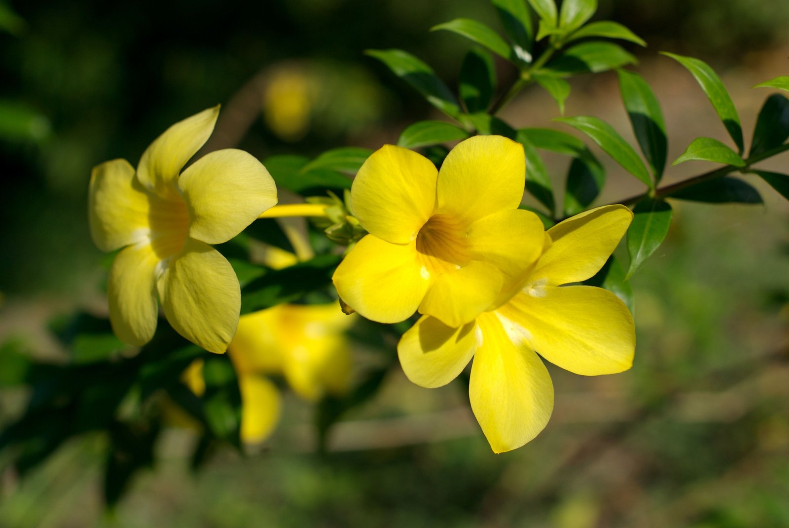 ALLAMANDA CREEPER YELLOW Plantslive Buy Plants Online India ALLAMANDA CREEPER YELLOW Plantslive Buy Plants Online India