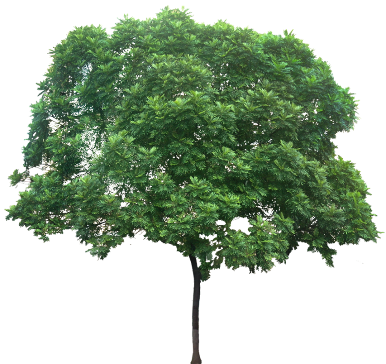 Filicium decipiens - Plant - Plantslive