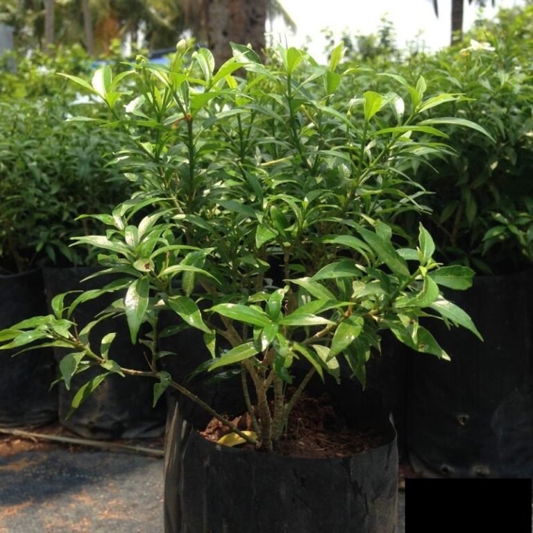 Tabernaemontana pandacaqui – miniature pala – Plantslive