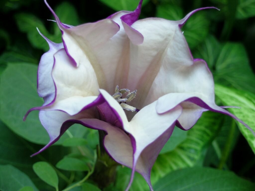 Datura stramonium Flower - Plantslive