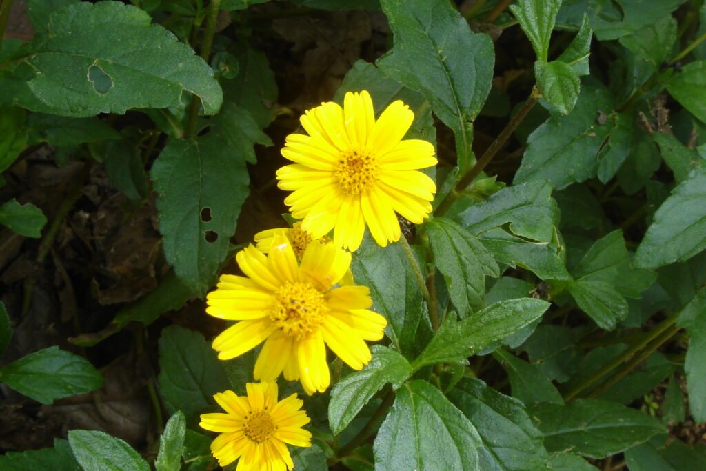 Wedelia trilobata - Plantslive