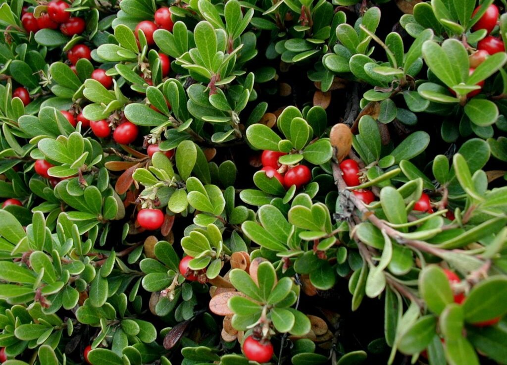 Buy Bharangee (Bharangi) – Plant | Plantslive