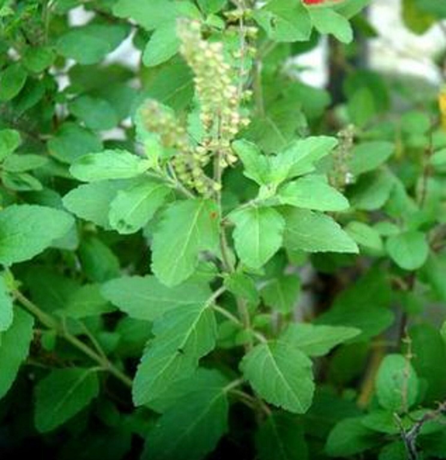 Rama Tulsi Tulsi Green Plant Plantslive